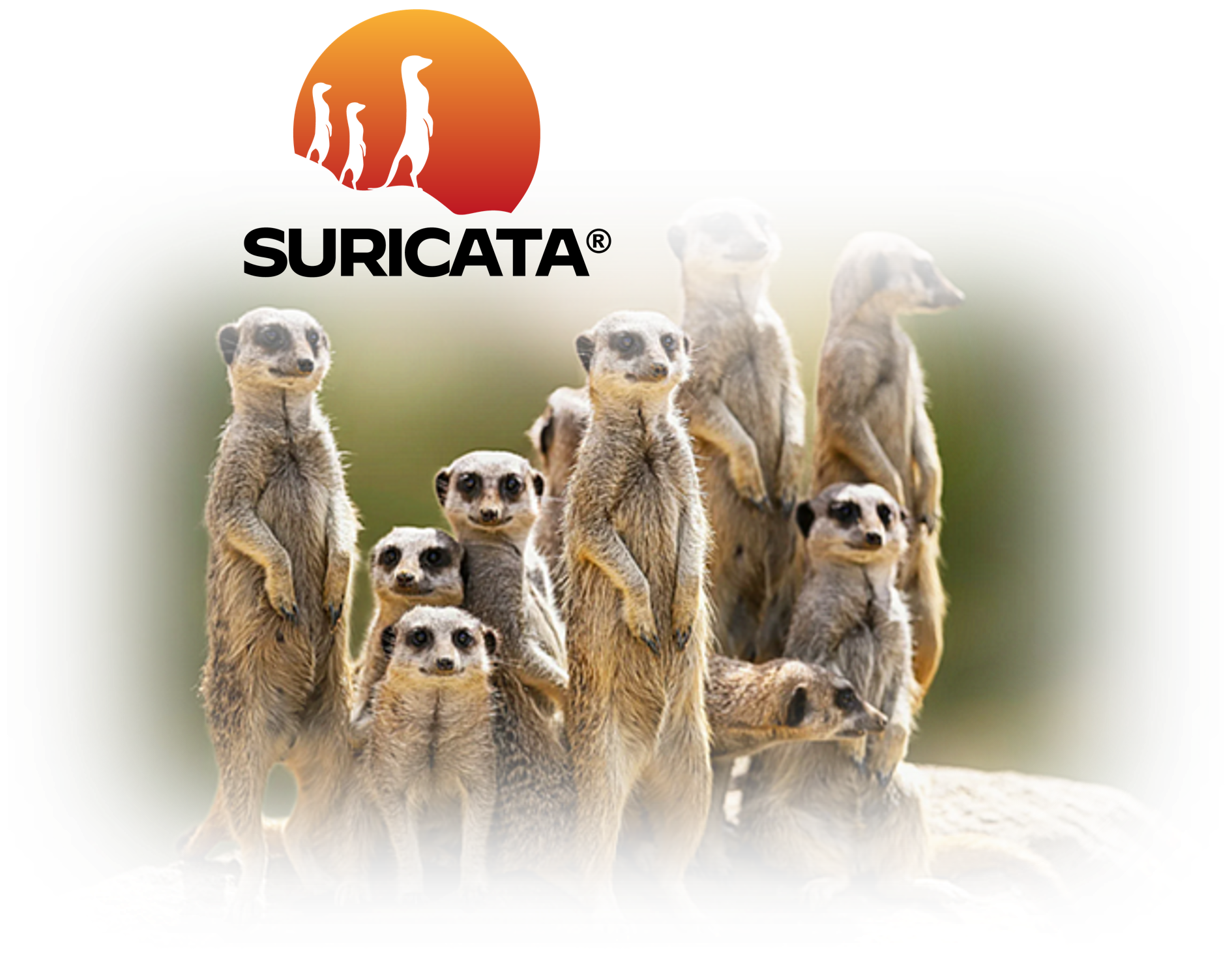 Optimizing Network Traffic for Efficient Traffic Monitoring in Suricata ...